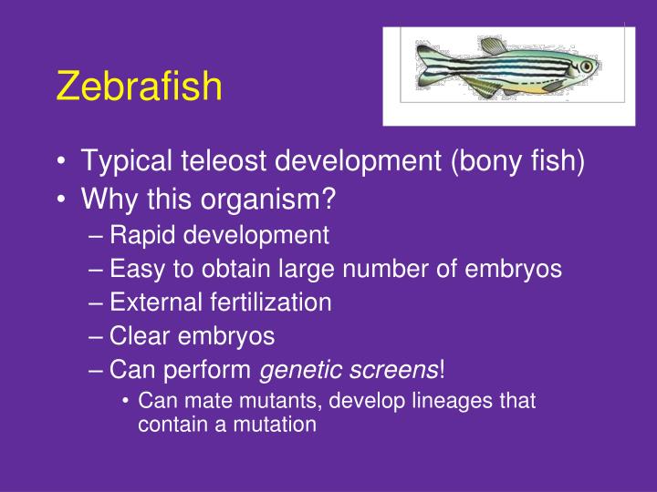 PPT - The Early Development of Zebrafish PowerPoint Presentation - ID ...