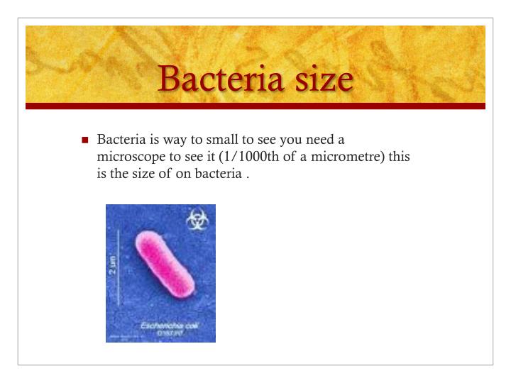 PPT - Bacteria PowerPoint Presentation - ID:5736334