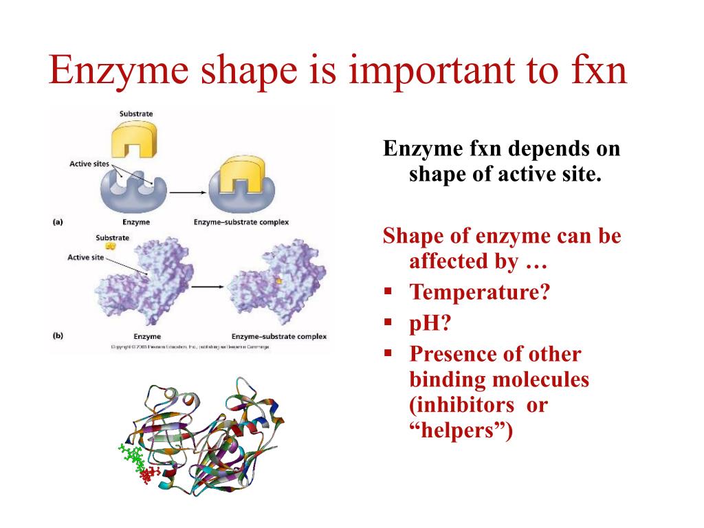 PPT - Enzymes: Biological Catalysts PowerPoint Presentation, free ... PPT - Enzymes: Biological Catalysts PowerPoint Presentation, free ...