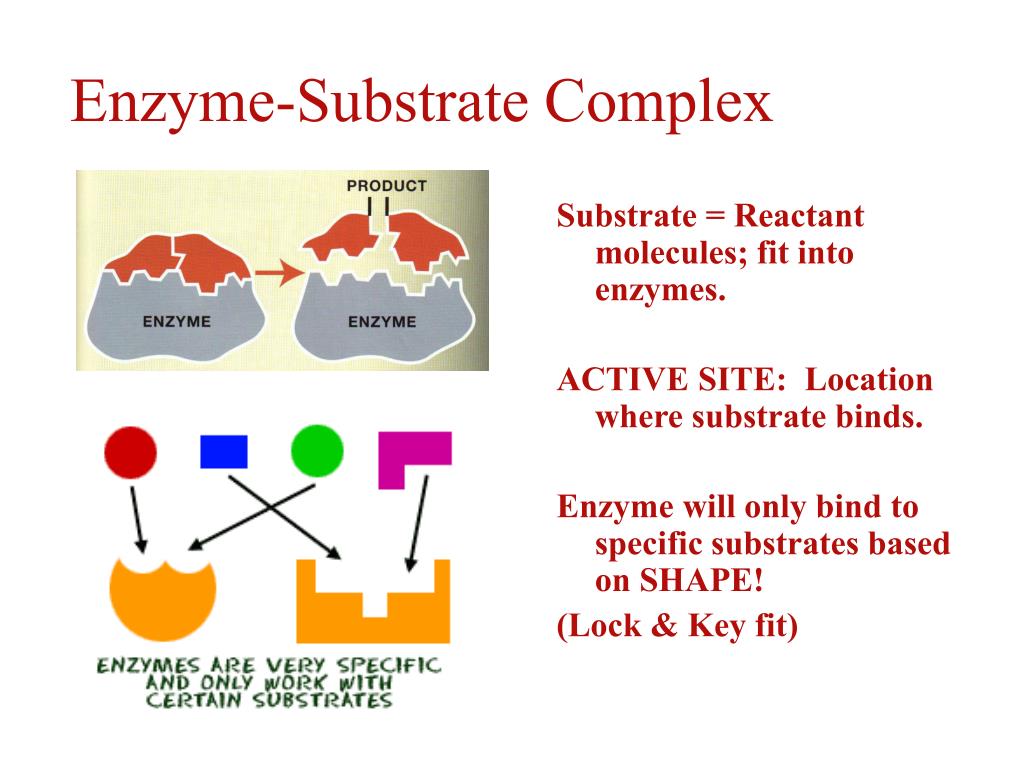PPT - Enzymes: Biological Catalysts PowerPoint Presentation, free ... PPT - Enzymes: Biological Catalysts PowerPoint Presentation, free ...
