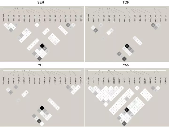PPT - YRI PowerPoint Presentation, free download - ID:5737150