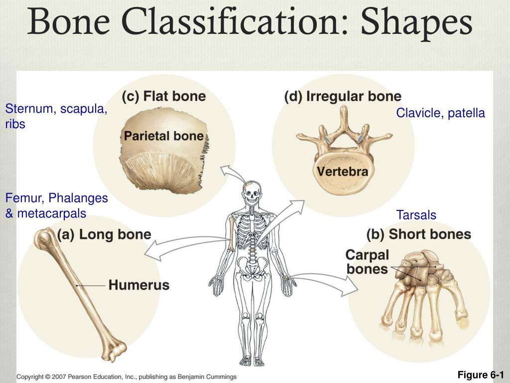 PPT The Skeletal System PowerPoint Presentation Free Download ID