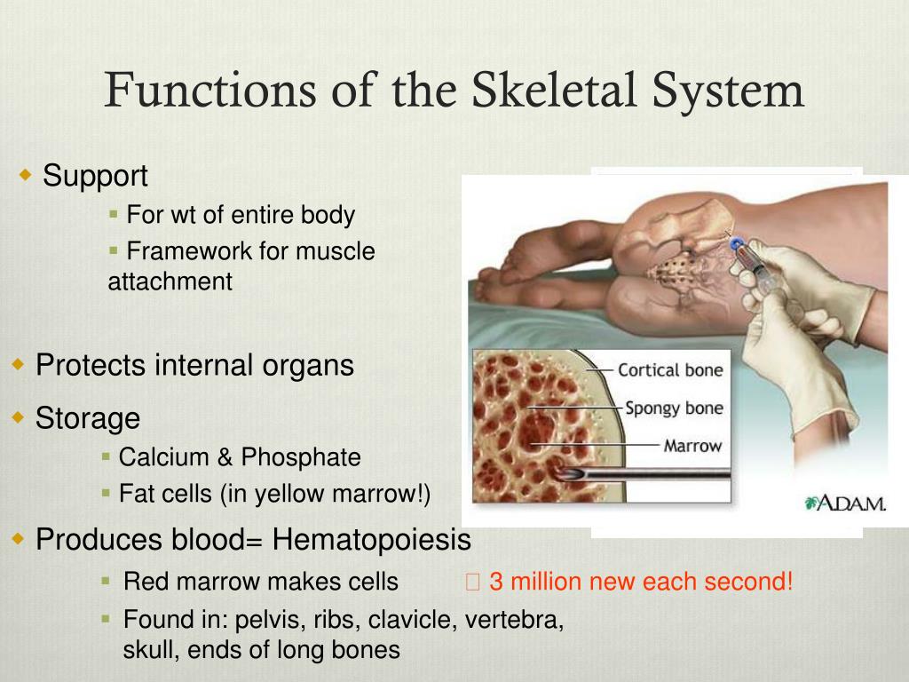 PPT The Skeletal System PowerPoint Presentation Free Download ID
