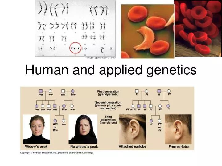 PPT - Human and applied genetics PowerPoint Presentation, free download ...