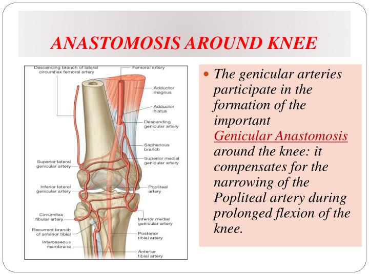 PPT - ARTERIES AND VEINS OF THE LOWER LIMB PowerPoint Presentation - ID ...