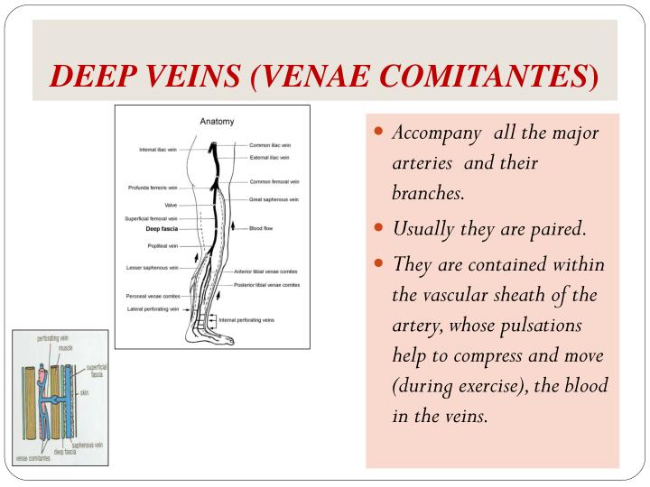 PPT - ARTERIES AND VEINS OF THE LOWER LIMB PowerPoint Presentation - ID ...