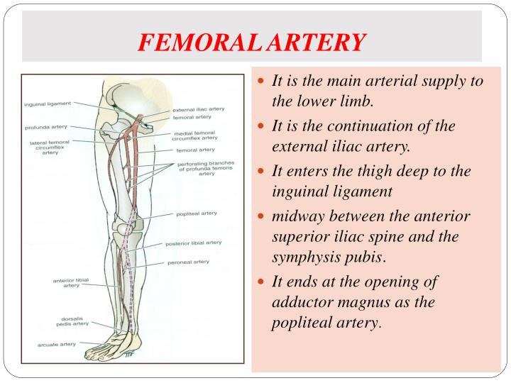 Femoral Artery