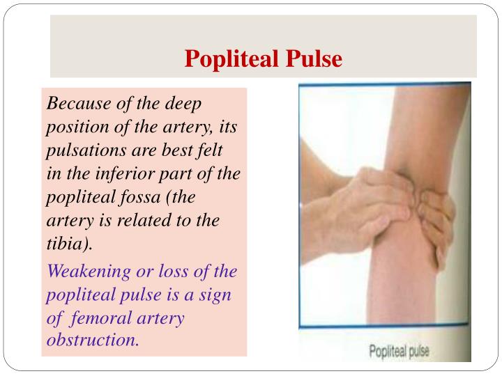 PPT - ARTERIES AND VEINS OF THE LOWER LIMB PowerPoint Presentation - ID ...