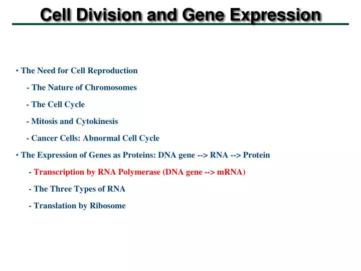 PPT - Cell Division and Gene Expression PowerPoint Presentation, free ...