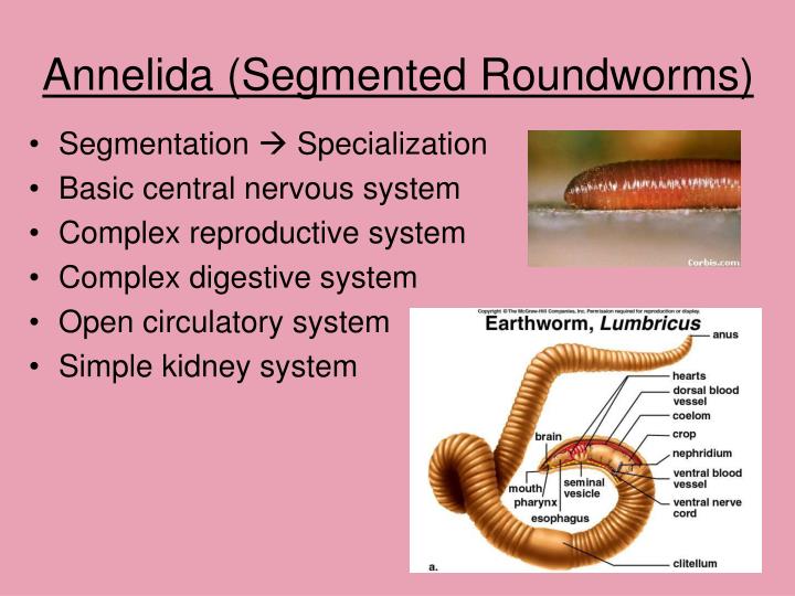 PPT - Invertebrate Animals PowerPoint Presentation - ID:5739809