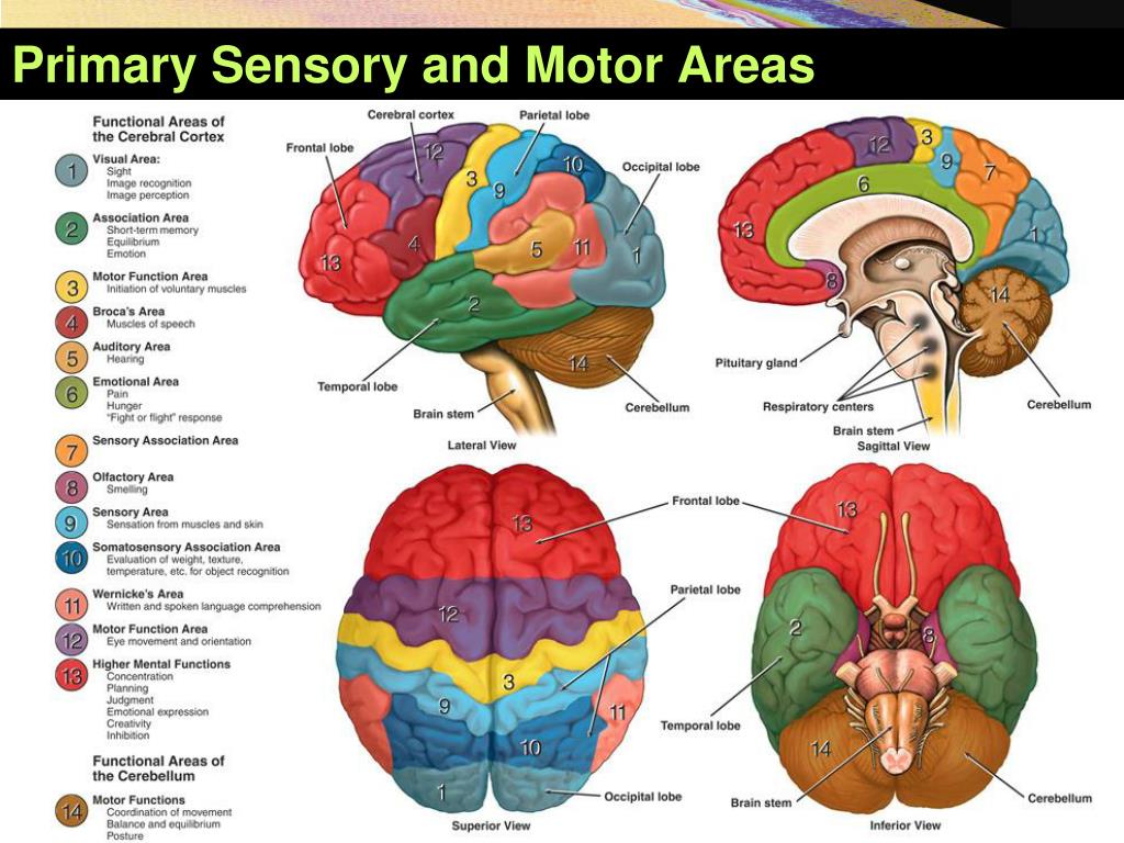 Sensory And Motor Functions Of The Brain at Verda Garcia blog Sensory And Motor Functions Of The Brain at Verda Garcia blog