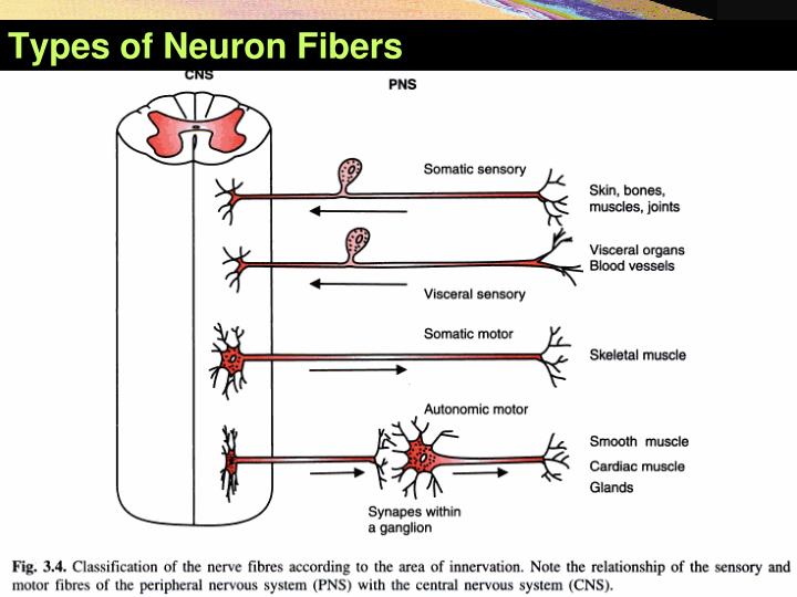 PPT - Primary Sensory and Motor Areas PowerPoint Presentation - ID:5739888