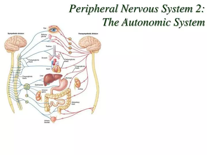 PPT - Peripheral Nervous System 2: The Autonomic System PowerPoint ...