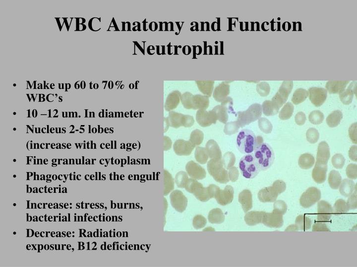 PPT - Major Functions of Blood PowerPoint Presentation - ID:5740688