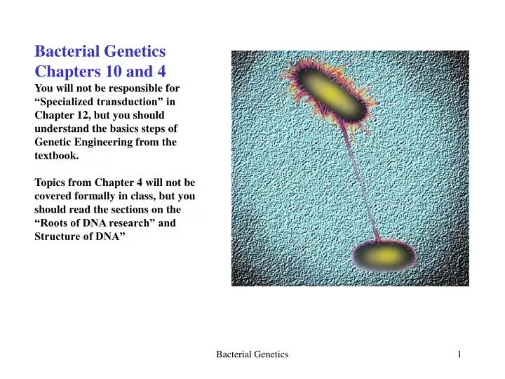 PPT - Bacterial Genetics Chapters 10 and 4 PowerPoint Presentation ...