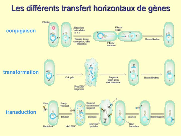 PPT - SECTION 4 : PARTIE GENETIQUE MICROBIENNE PowerPoint Presentation ...