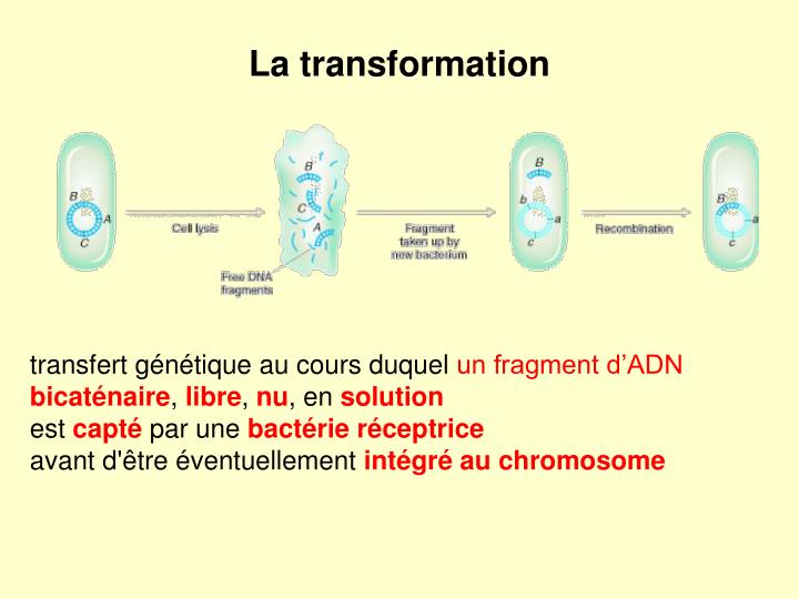 PPT - SECTION 4 : PARTIE GENETIQUE MICROBIENNE PowerPoint Presentation ...