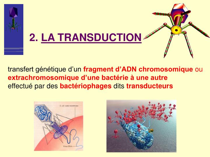 PPT - SECTION 4 : PARTIE GENETIQUE MICROBIENNE PowerPoint Presentation ...