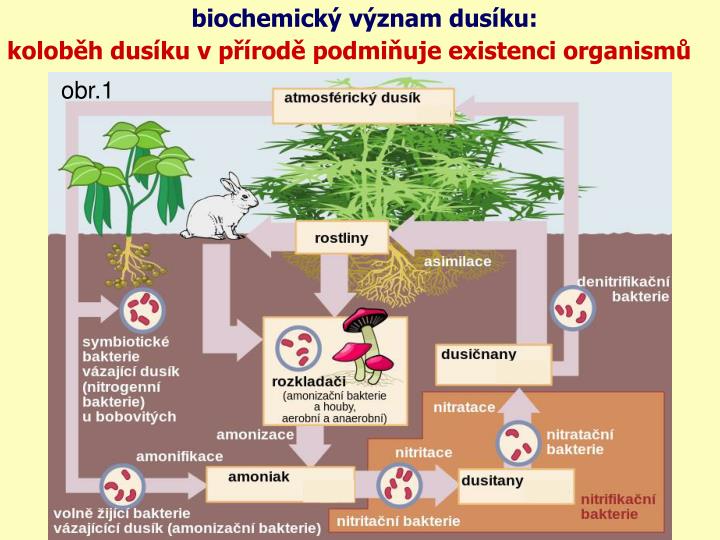 PPT - Dusík sloučeniny PowerPoint Presentation - ID:5741578