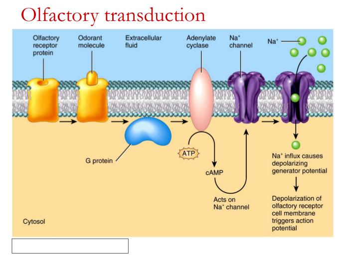 PPT - Chapter 17: The Special Senses PowerPoint Presentation - ID:5742212