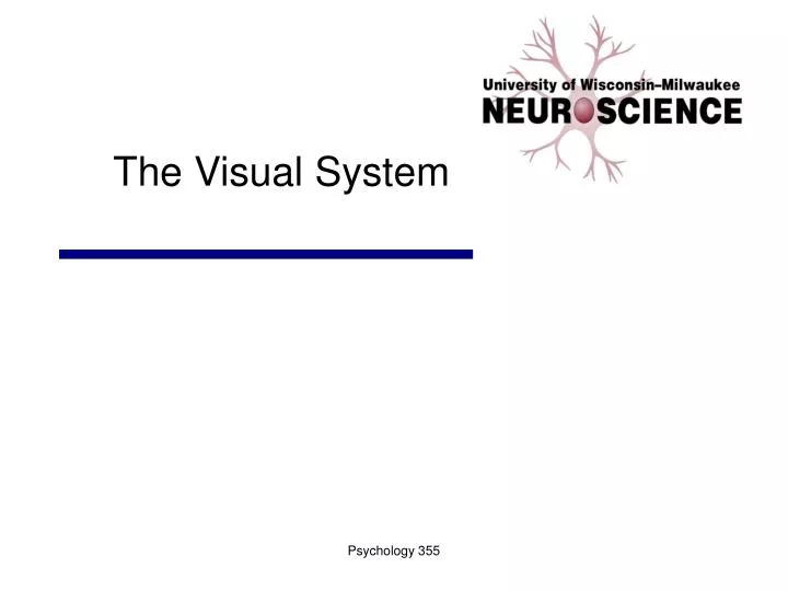 PPT - The Visual System PowerPoint Presentation, free download - ID:5742749
