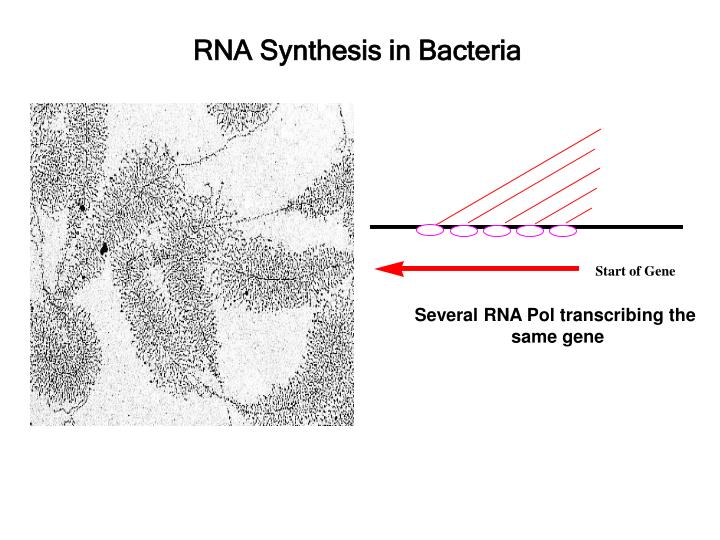 PPT - Elongation phase: Transcription bubble PowerPoint Presentation ...