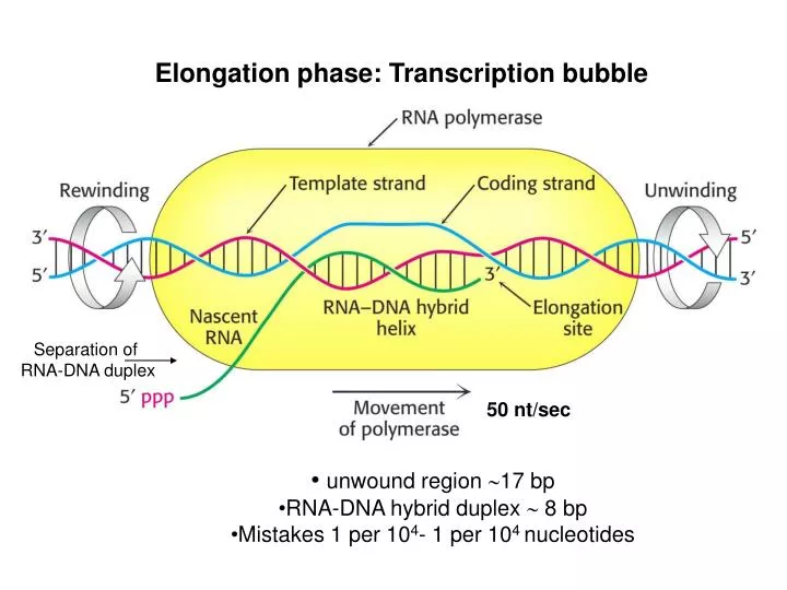 PPT - Elongation phase: Transcription bubble PowerPoint Presentation ...