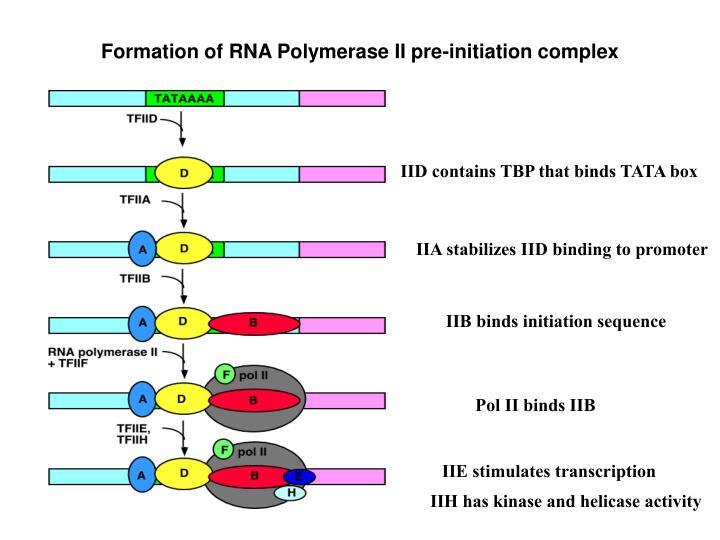 PPT - Elongation phase: Transcription bubble PowerPoint Presentation ...