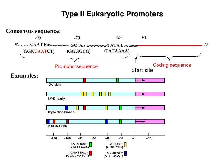 PPT - Elongation phase: Transcription bubble PowerPoint Presentation ...