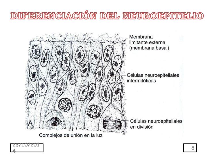 PPT - 27 EMBRIOLOGÍA DEL SISTEMA NERVIOSO PowerPoint Presentation - ID ...