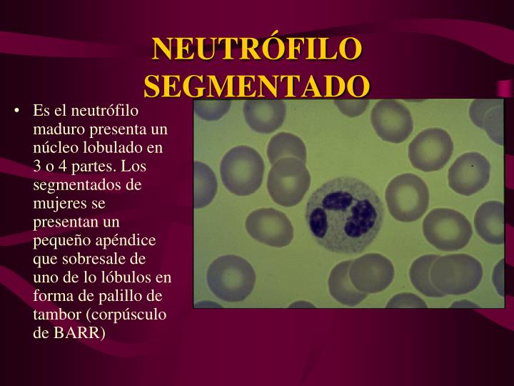 PPT - TEJIDO SANGUÍNEO PowerPoint Presentation - ID:5744687