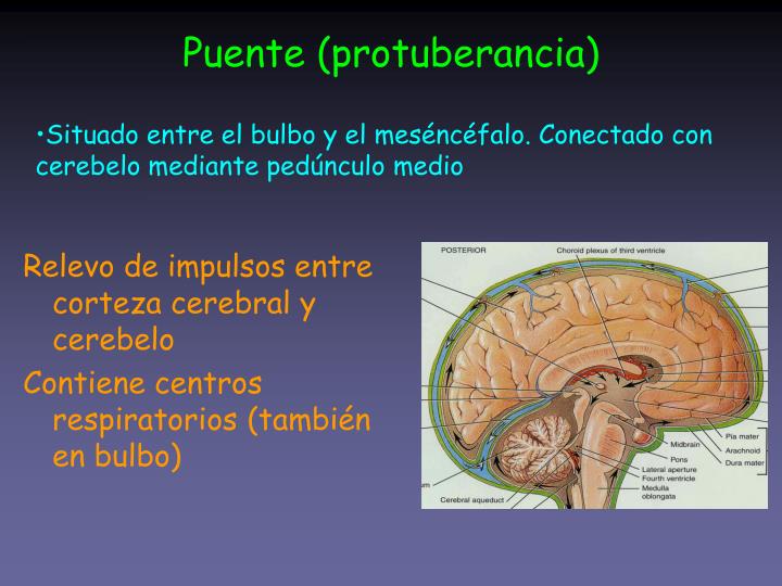 PPT - Tronco cerebral. Nervios craneales PowerPoint Presentation - ID:5744689