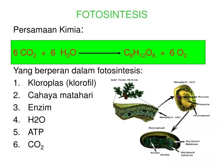 PPT - FOTOSINTESIS PowerPoint Presentation, free download - ID:5744860