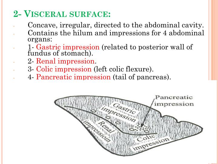 PPT - Spleen PowerPoint Presentation - ID:5745023