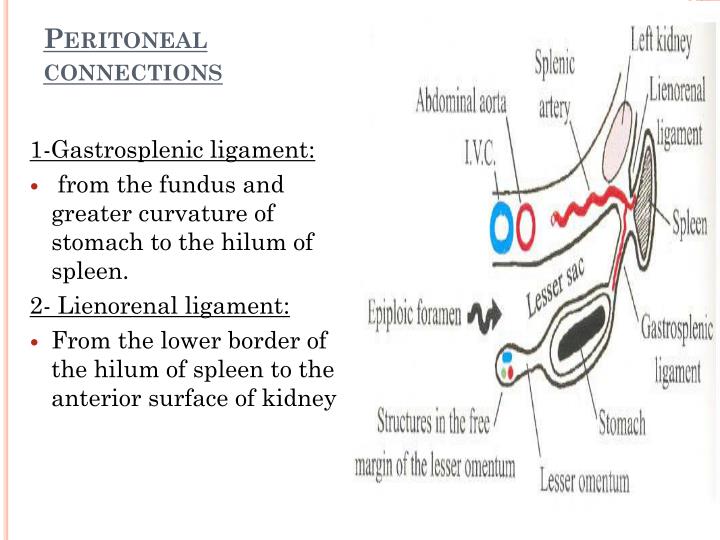 PPT - Spleen PowerPoint Presentation - ID:5745023