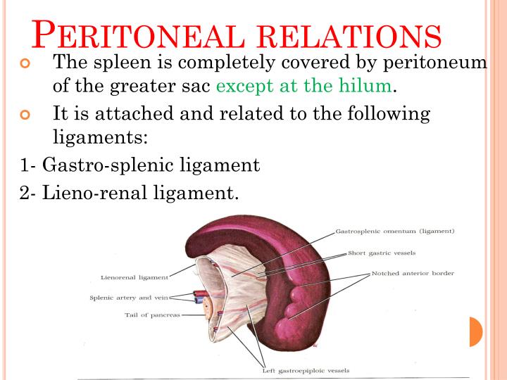 PPT - Spleen PowerPoint Presentation - ID:5745023