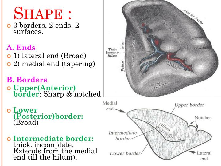 PPT - Spleen PowerPoint Presentation - ID:5745023