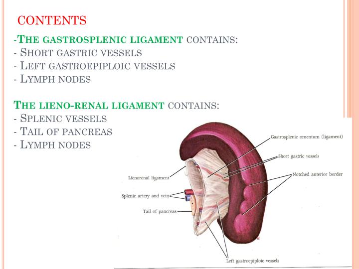PPT - Spleen PowerPoint Presentation - ID:5745023