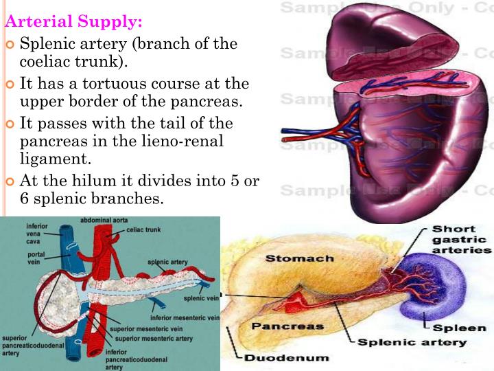 PPT - Spleen PowerPoint Presentation - ID:5745023