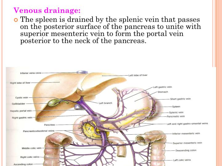 PPT - Spleen PowerPoint Presentation - ID:5745023
