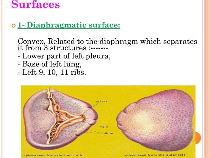 PPT - Spleen PowerPoint Presentation - ID:5745023