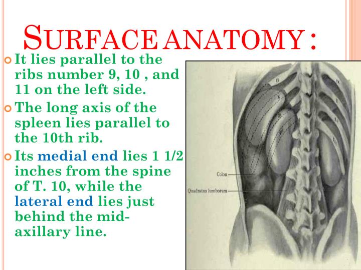 PPT - Spleen PowerPoint Presentation - ID:5745023