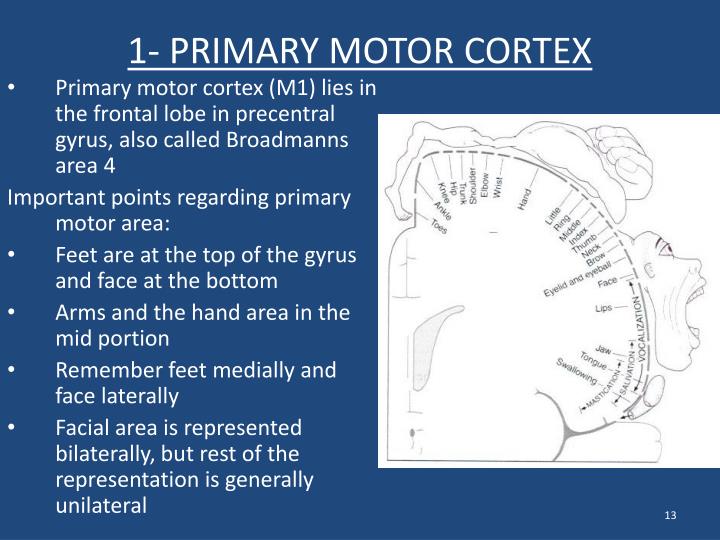 PPT - CORTICAL MOTOR AREAS & DESCENDING MOTOR TRACTS (PYRAMIDAL & EXTRA ...