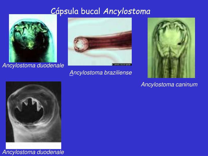 PPT - Ancilostomose Ancylostoma duodenale Necator americanus PowerPoint ...