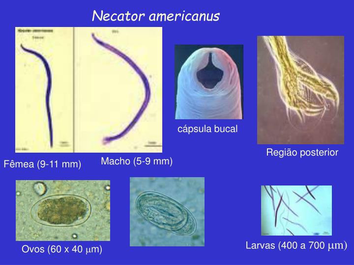PPT - Ancilostomose Ancylostoma duodenale Necator americanus PowerPoint ...