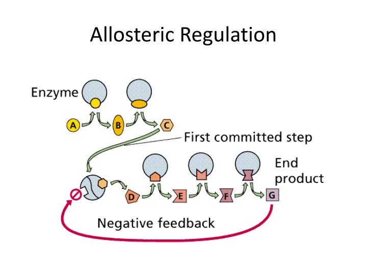 PPT - Factors Influencing Enzyme Action PowerPoint Presentation - ID ...