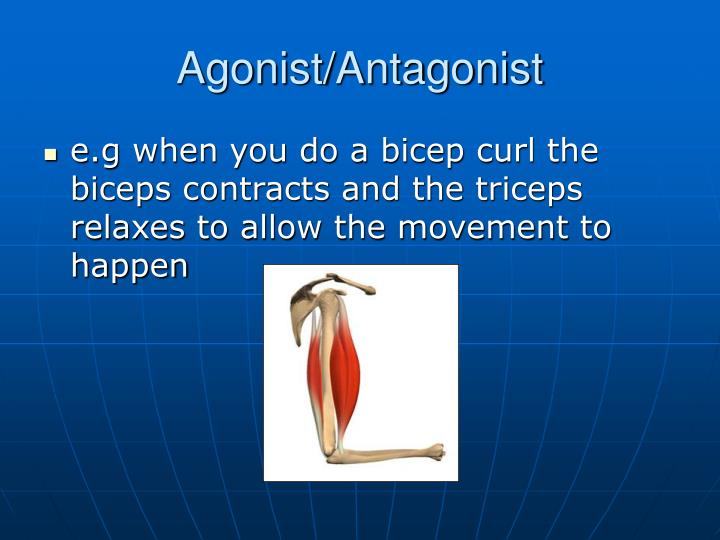 PPT - 1.2 Anatomy, Biomechanics and Physiology PowerPoint Presentation ...