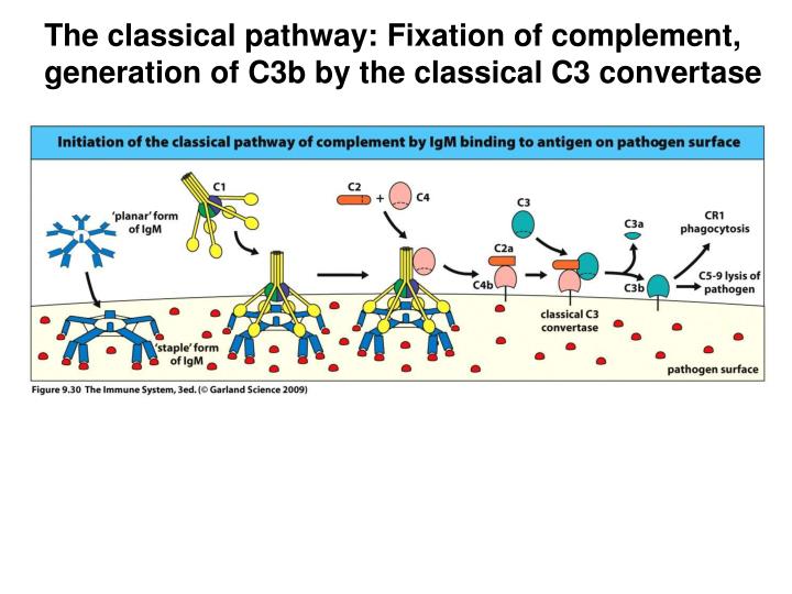 PPT - THE COMPLEMENT SYSTEM PowerPoint Presentation - ID:5748007