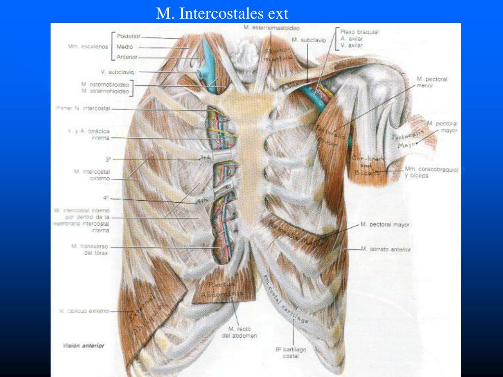 PPT - MORFOLOGIA DEL APARATO RESPIRATORIO PowerPoint Presentation, free ...