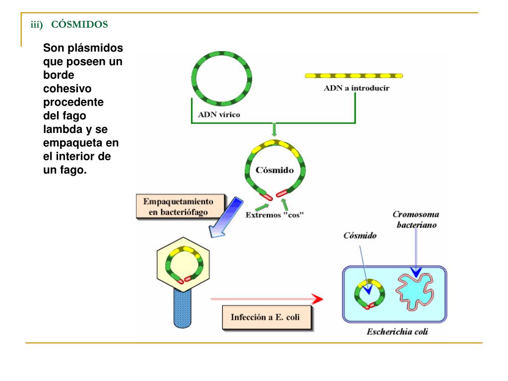 PPT - INGENIERÍA GENÉTICA Y BIOTECNOLOGÍA PowerPoint Presentation, free ...